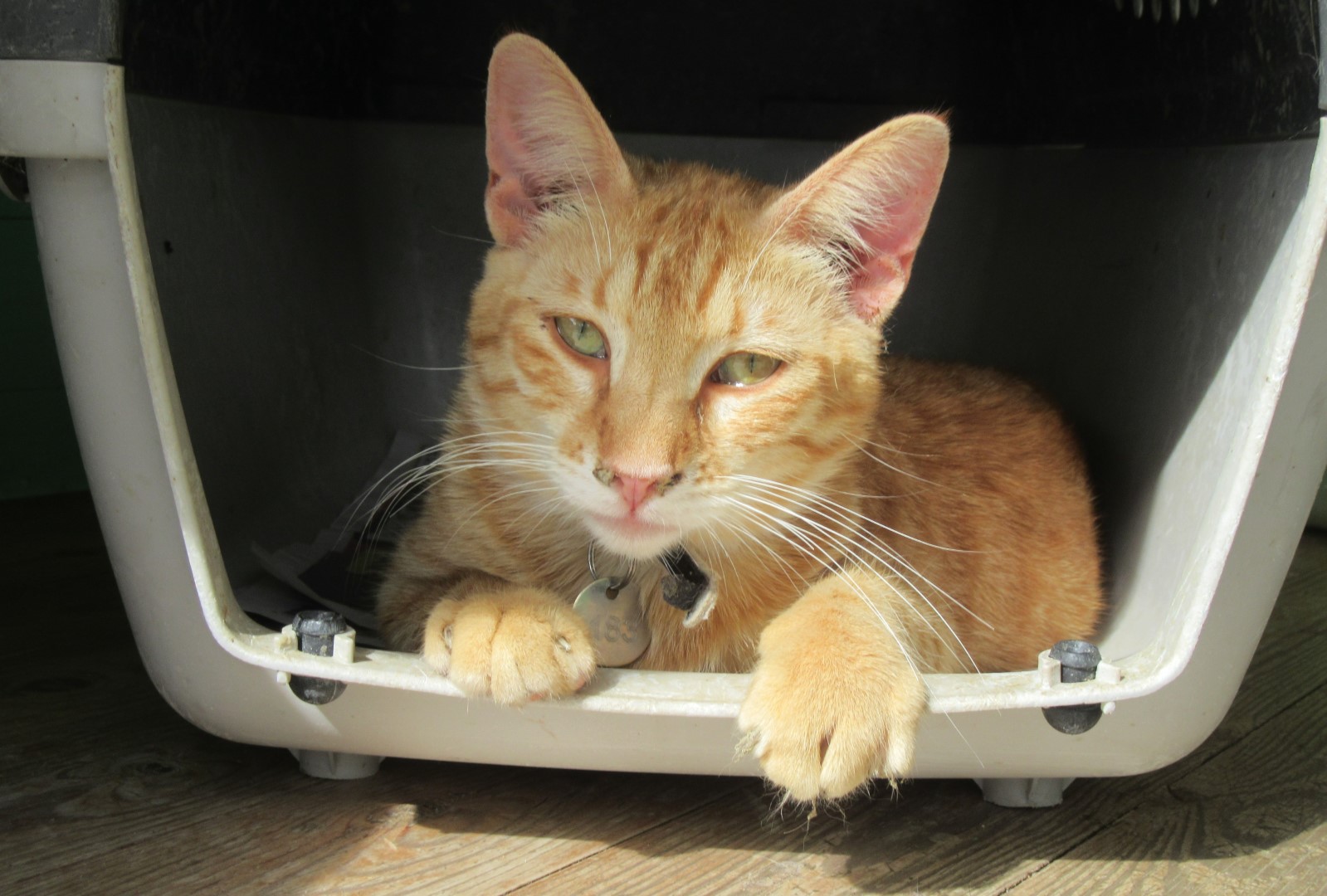 Rob – Malcolm Cat Protection Society