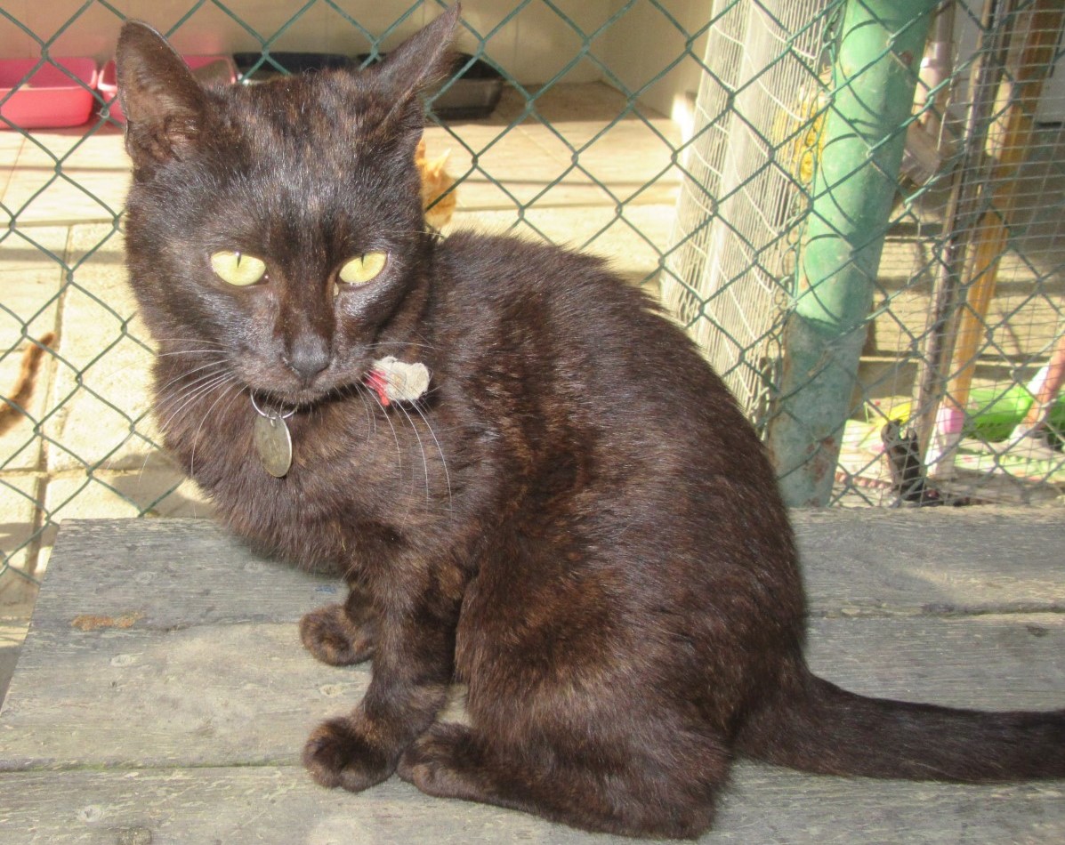 Roscoe – Malcolm Cat Protection Society