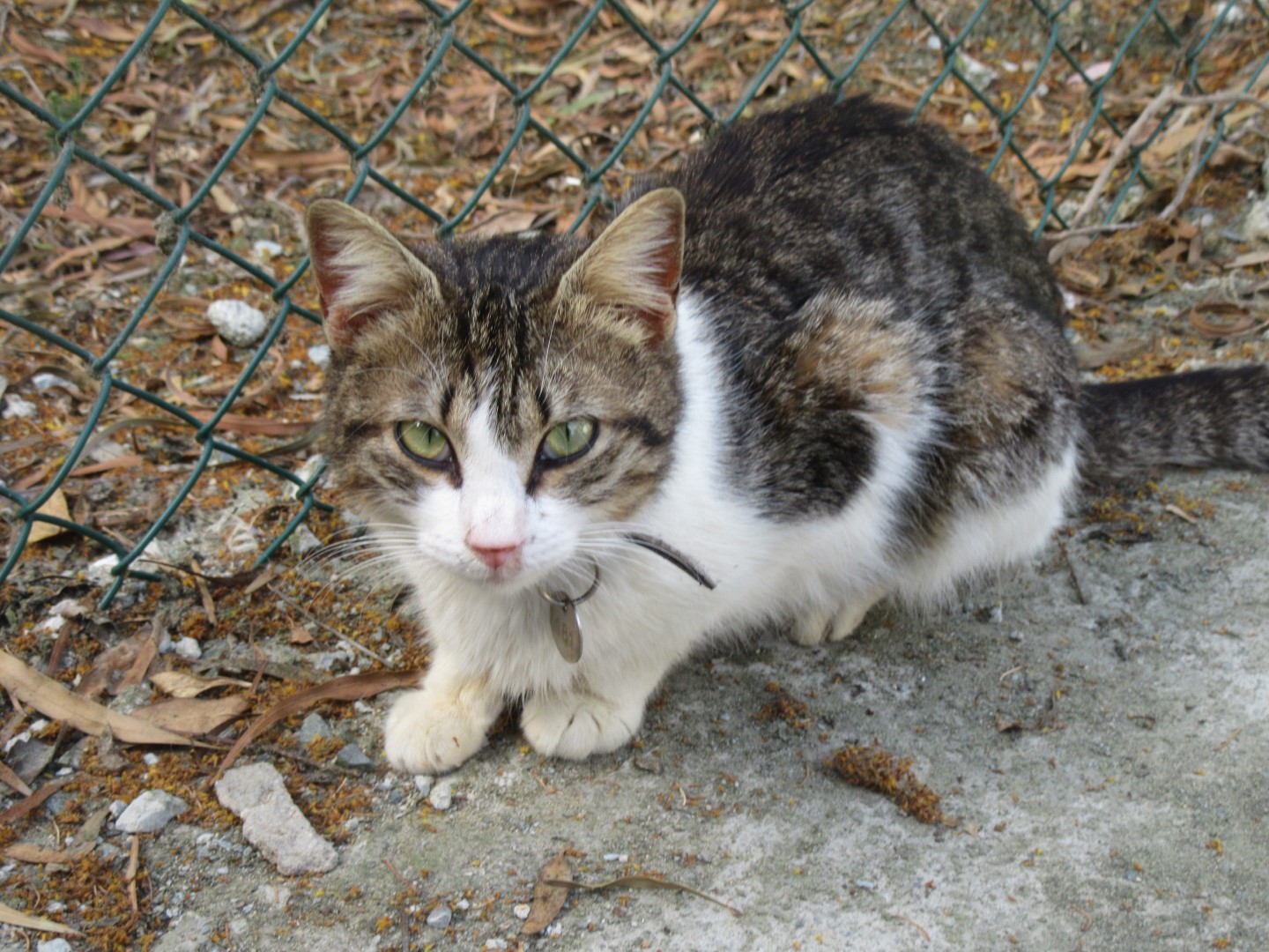 Sky – Malcolm Cat Protection Society