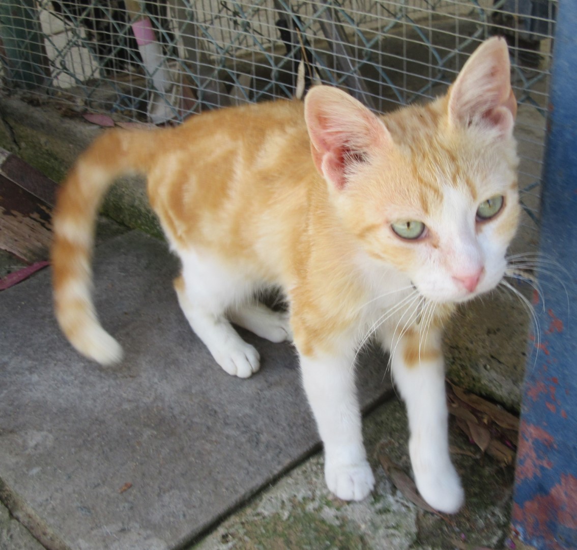 Apollo – Malcolm Cat Protection Society