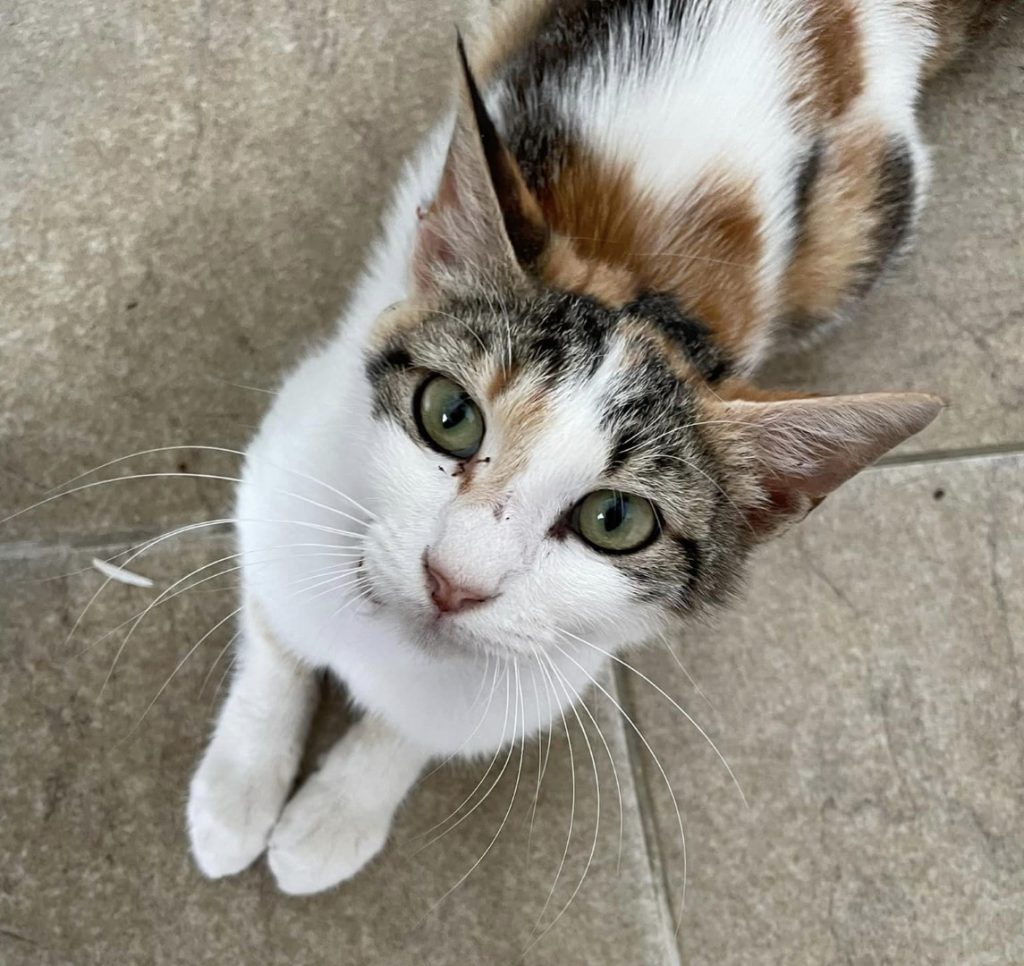 Malcolm Cat Protection Society – Help us make a difference for the Cats ...