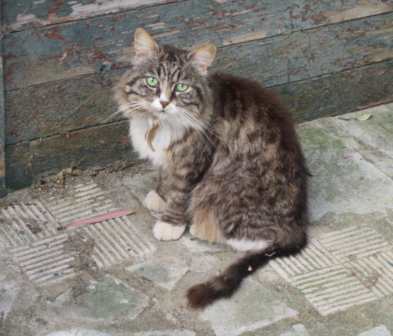 Hall of Fame – Malcolm Cat Protection Society