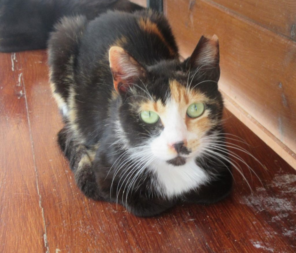 Hall of Fame – Malcolm Cat Protection Society