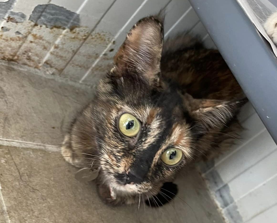 Lulu – Malcolm Cat Protection Society