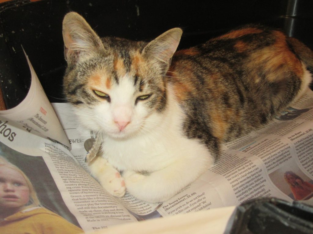 Malcolm Cat Protection Society – Help us make a difference for the Cats ...