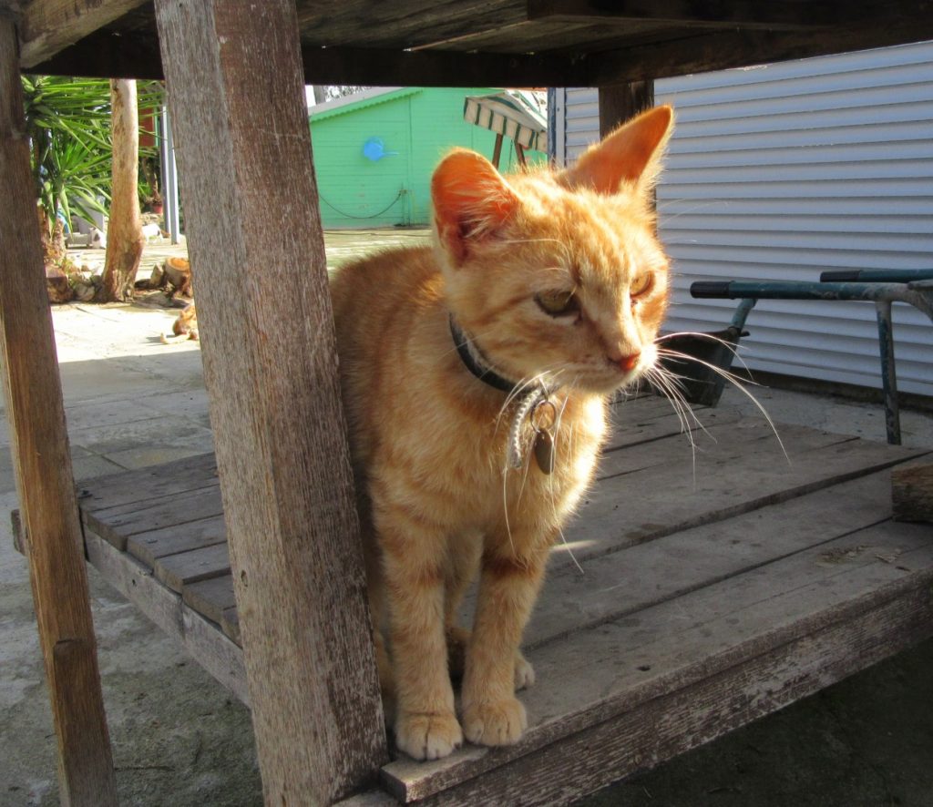 Hall of Fame – Malcolm Cat Protection Society