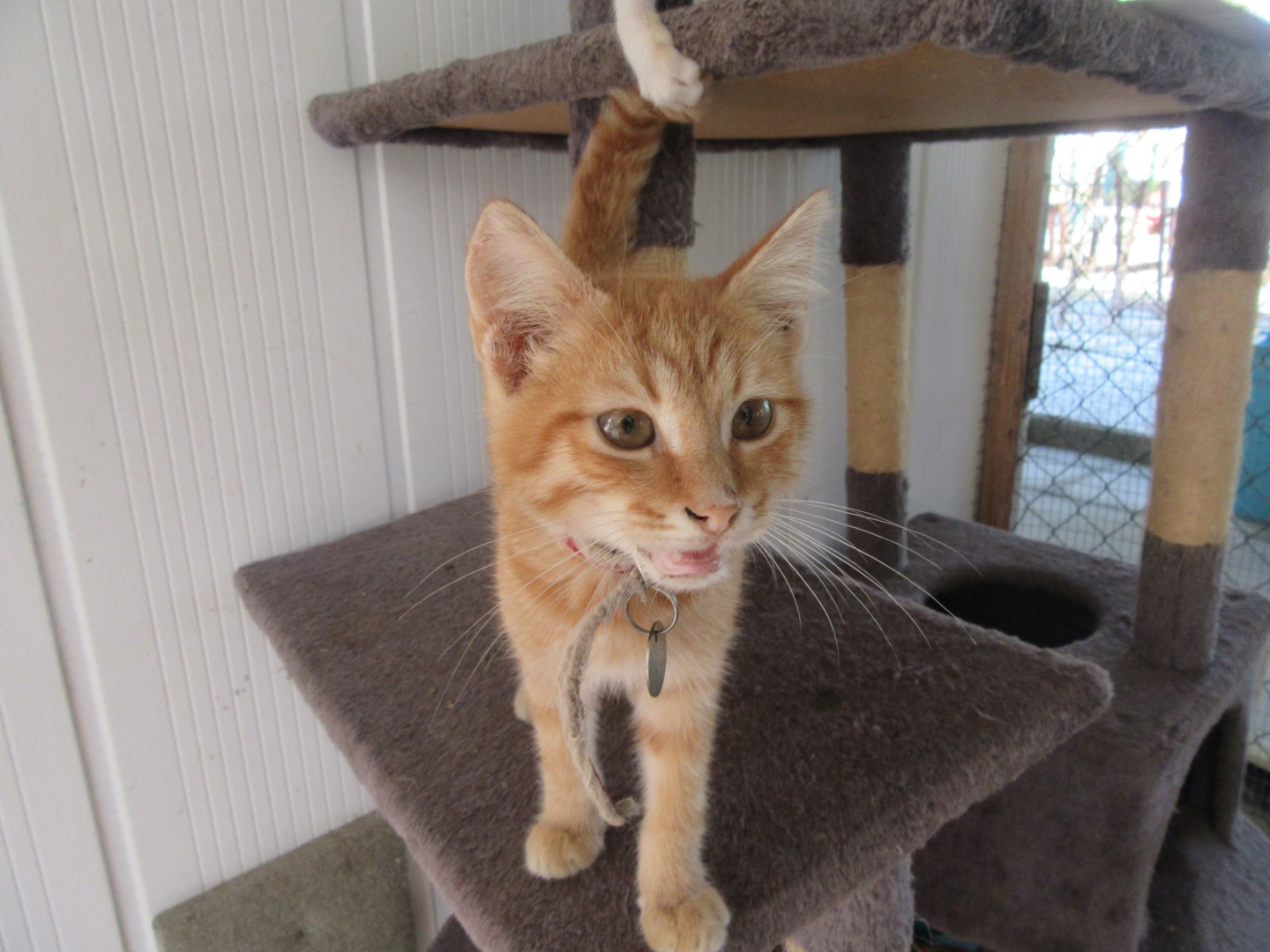 october-2023-kittens-ginger – Malcolm Cat Protection Society