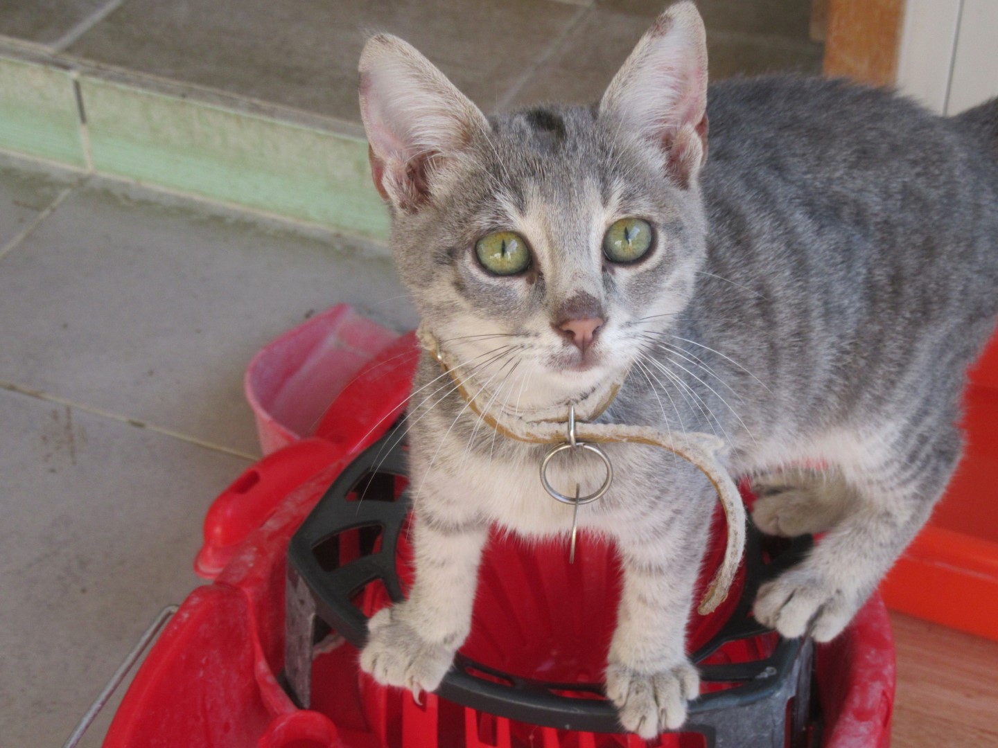 october-2023-kittens-grey – Malcolm Cat Protection Society