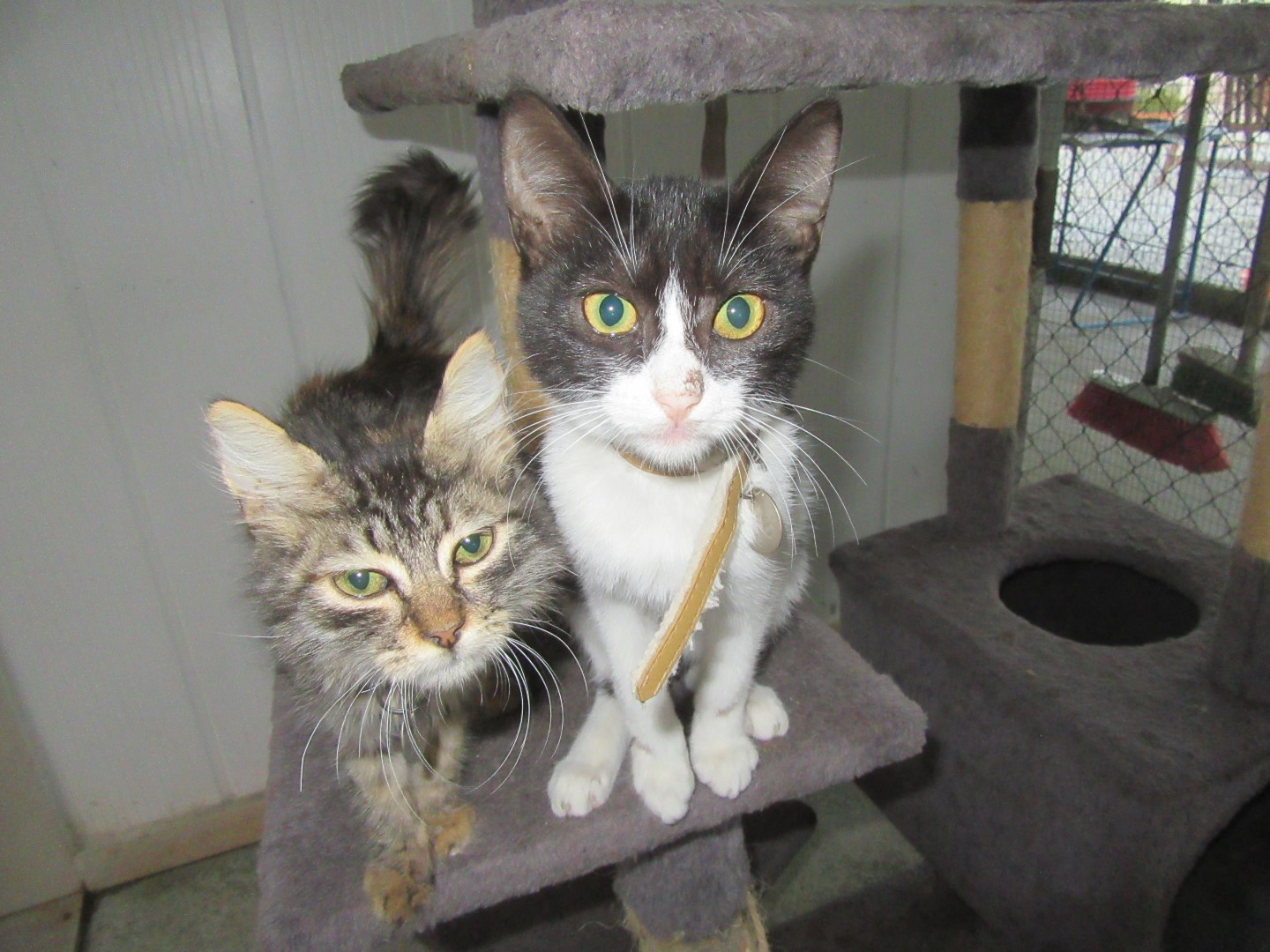 october-2023-kittens-tabby-black-white – Malcolm Cat Protection Society