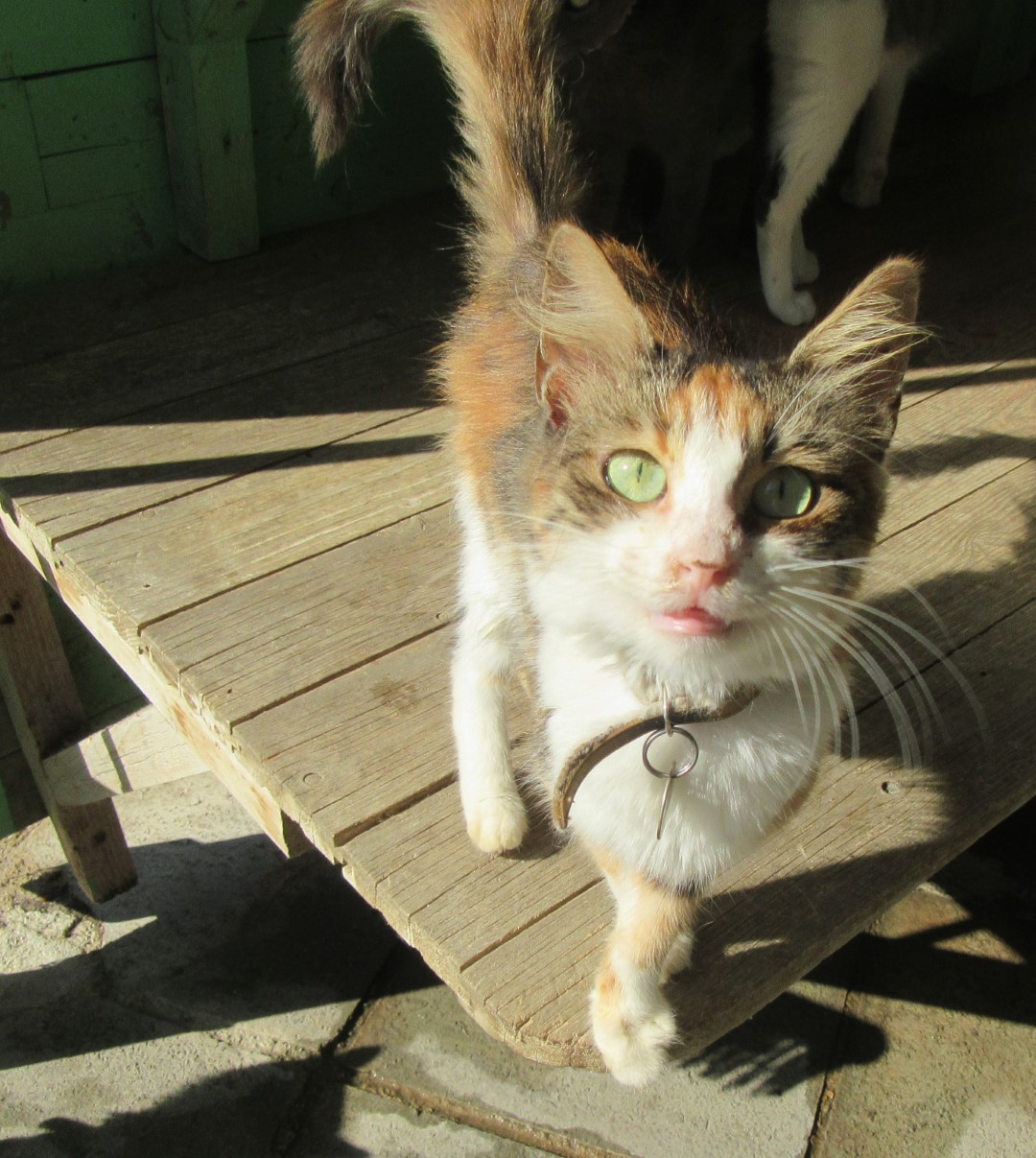 Kora – Malcolm Cat Protection Society