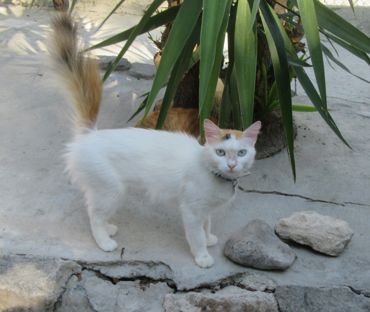 Alice – Malcolm Cat Protection Society