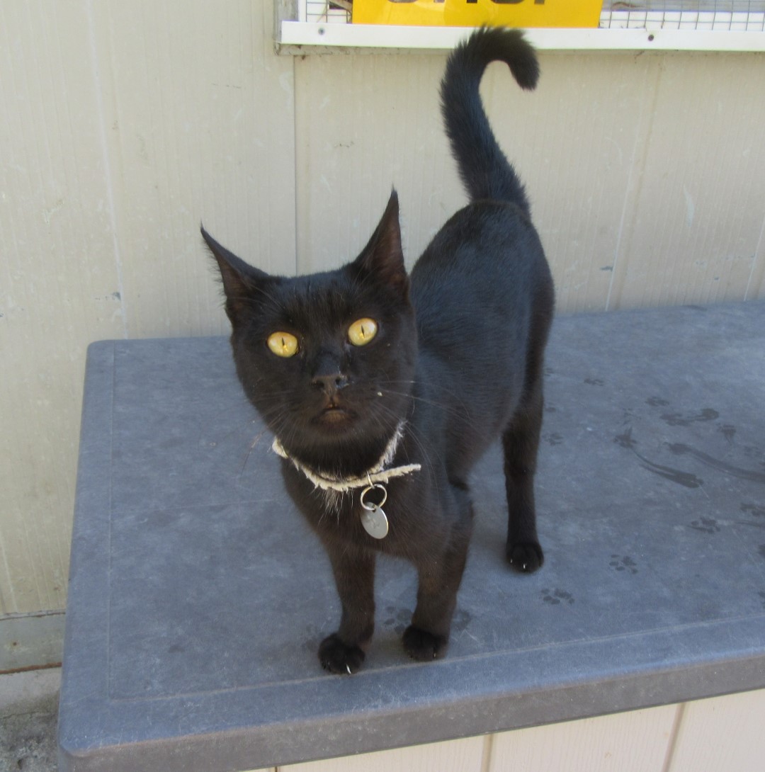 Alvin – Malcolm Cat Protection Society