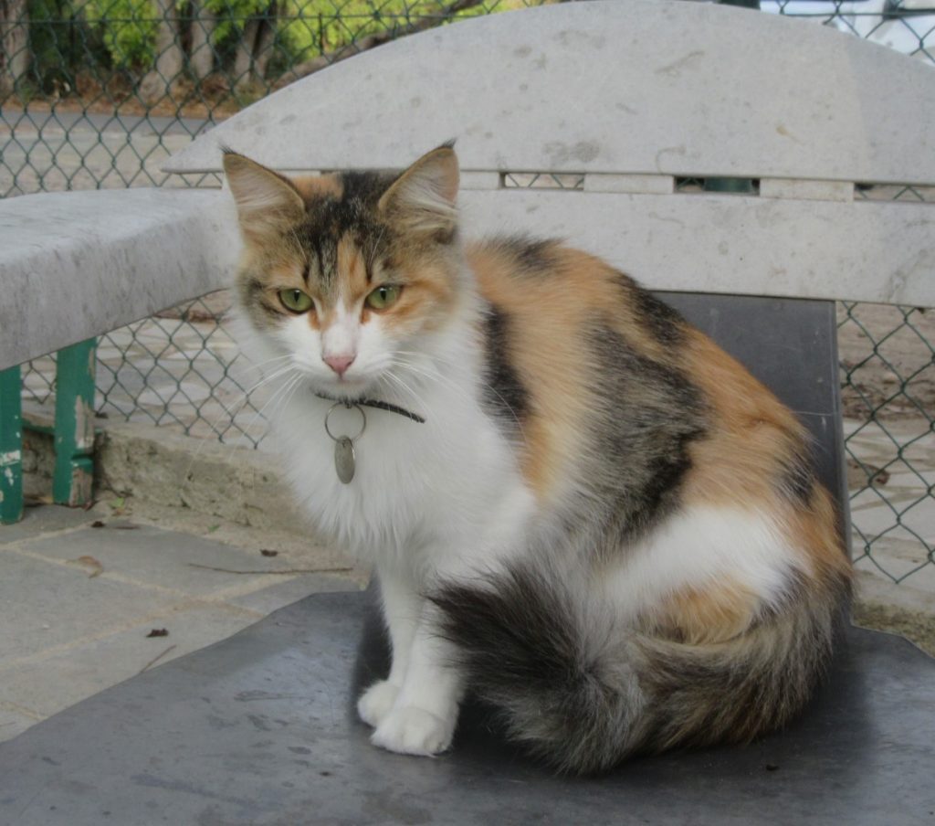 Hall of Fame – Malcolm Cat Protection Society