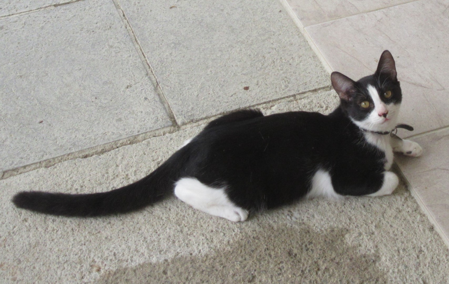 Basil Malcolm Cat Protection Society