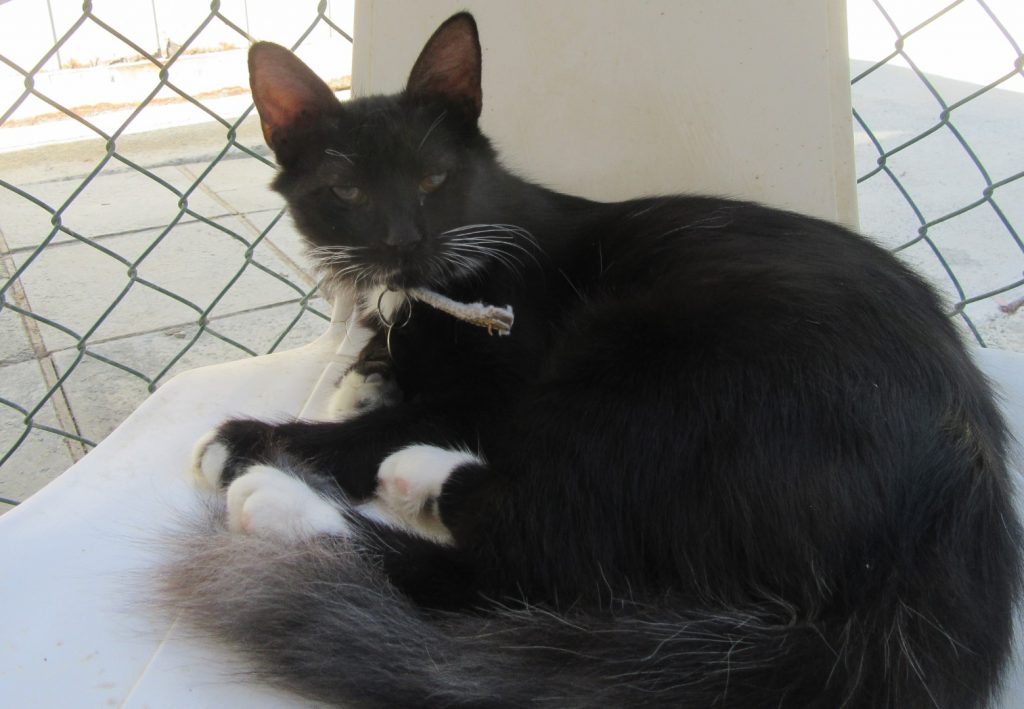 Malcolm Cat Protection Society – Help us make a difference for the Cats ...