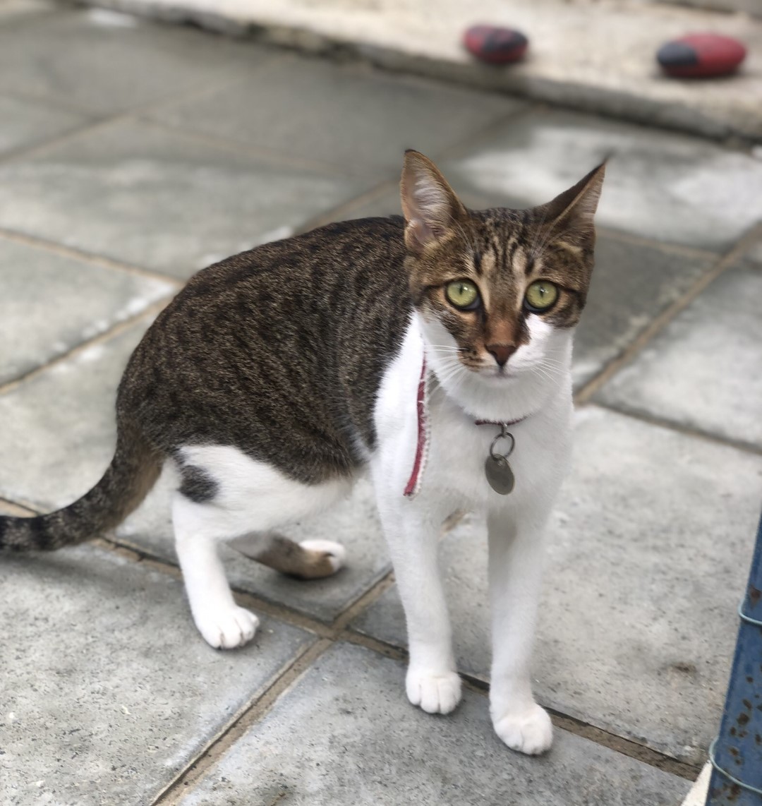 Cookie – Malcolm Cat Protection Society