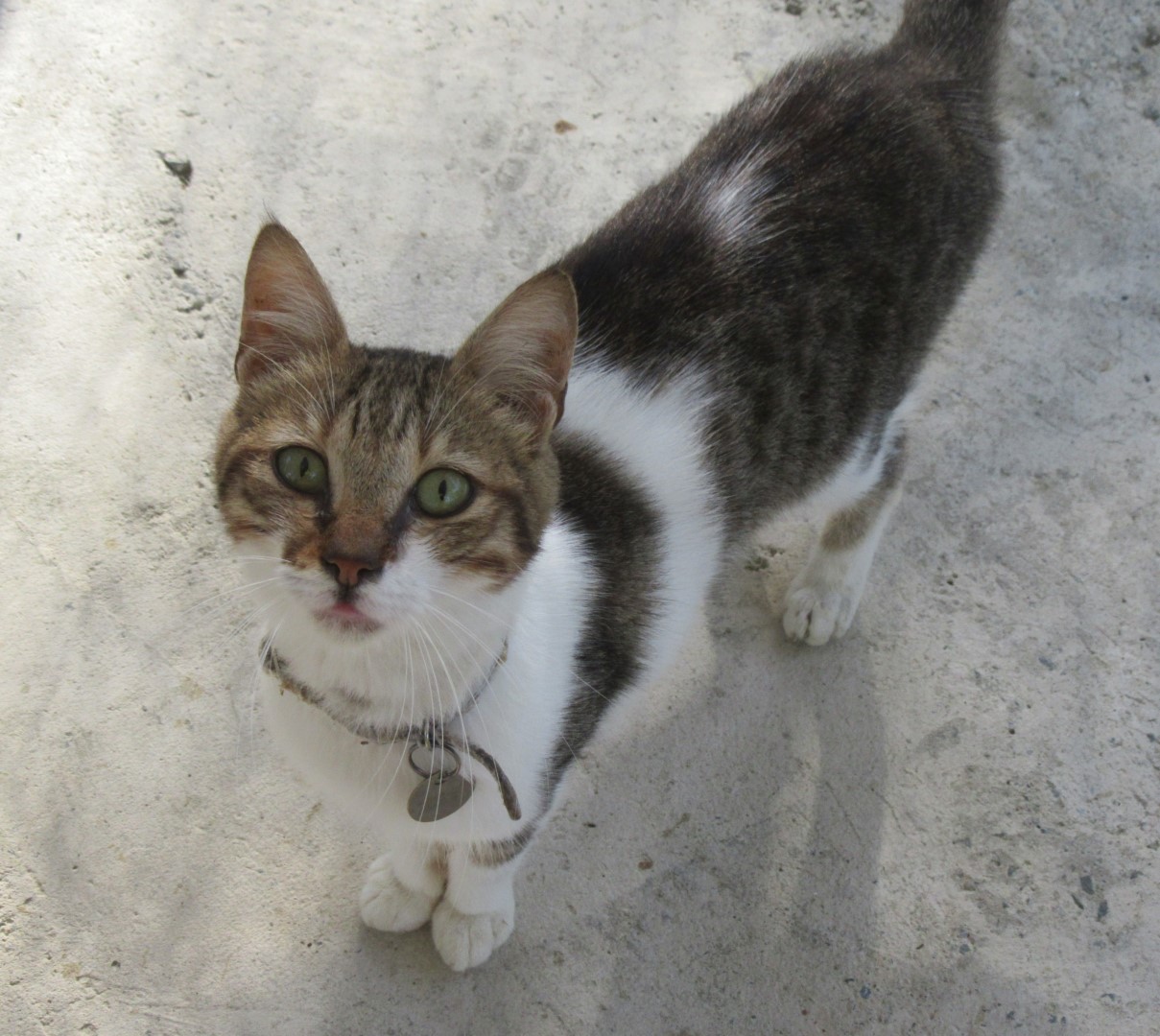 Joel – Malcolm Cat Protection Society