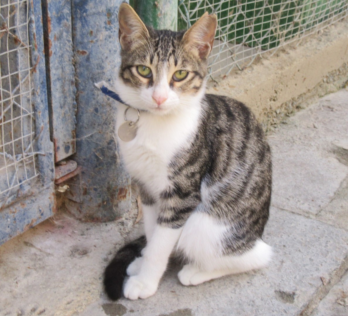 Laif – Malcolm Cat Protection Society