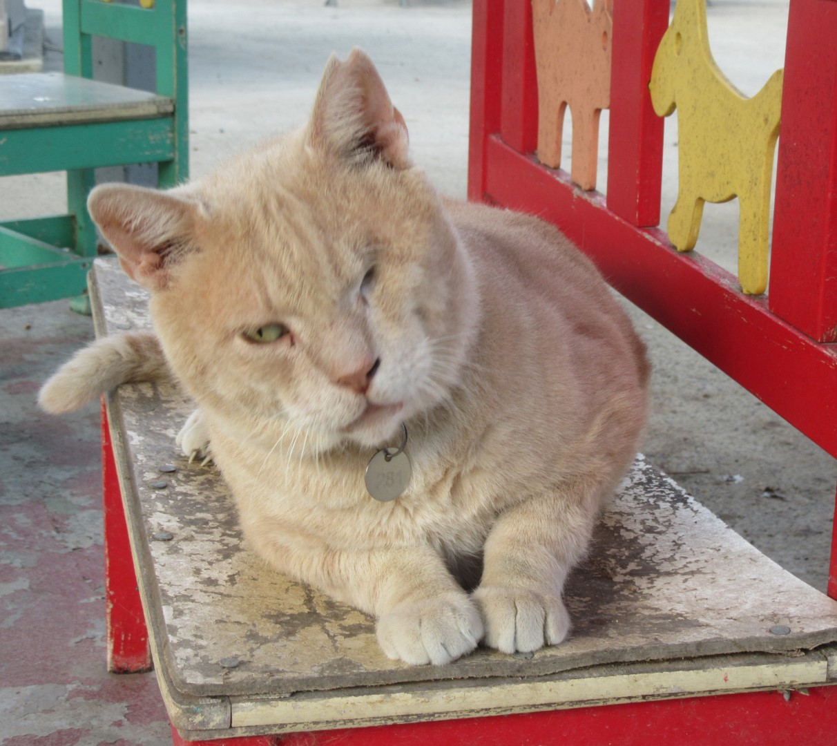 Cats Needing Homes – Malcolm Cat Protection Society