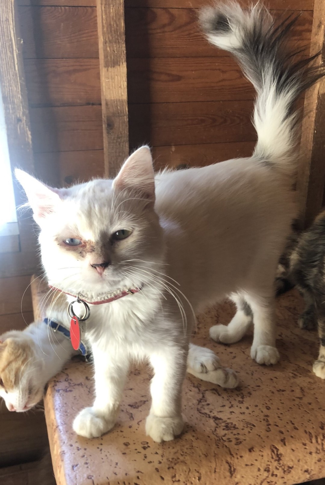 Milo – Malcolm Cat Protection Society