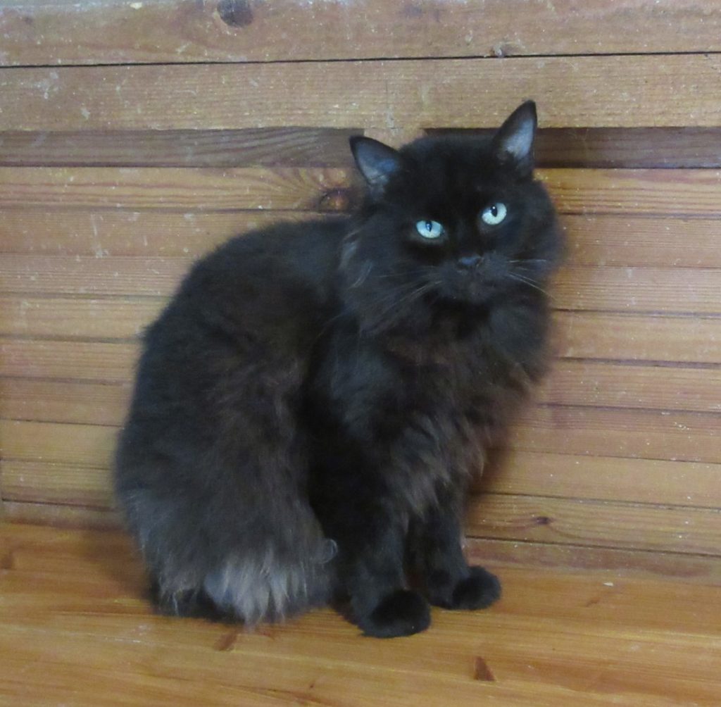 Sam – Malcolm Cat Protection Society