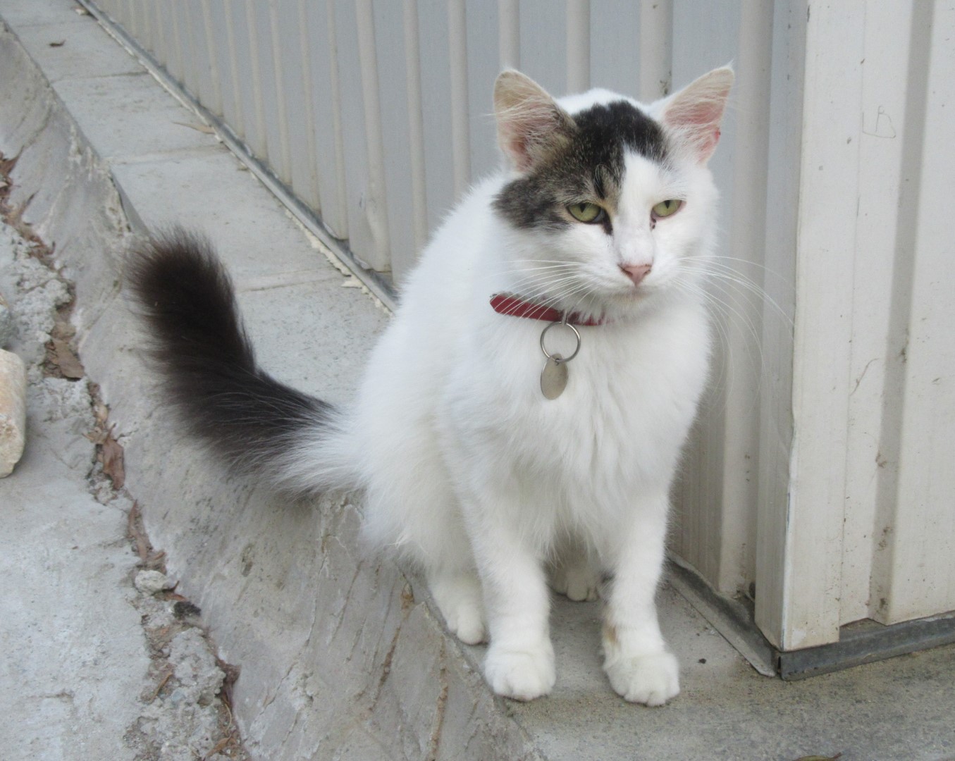 Snowy – Malcolm Cat Protection Society