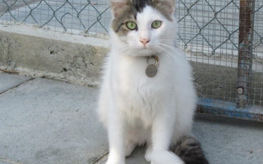 Malcolm Cat Protection Society – Help us make a difference for the Cats ...