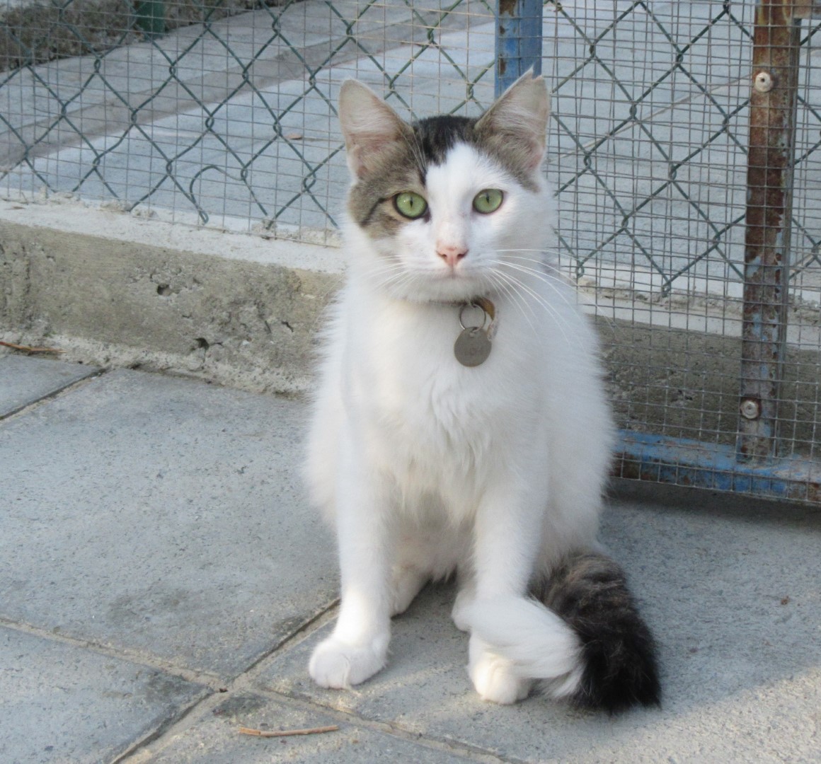 Ken – Malcolm Cat Protection Society