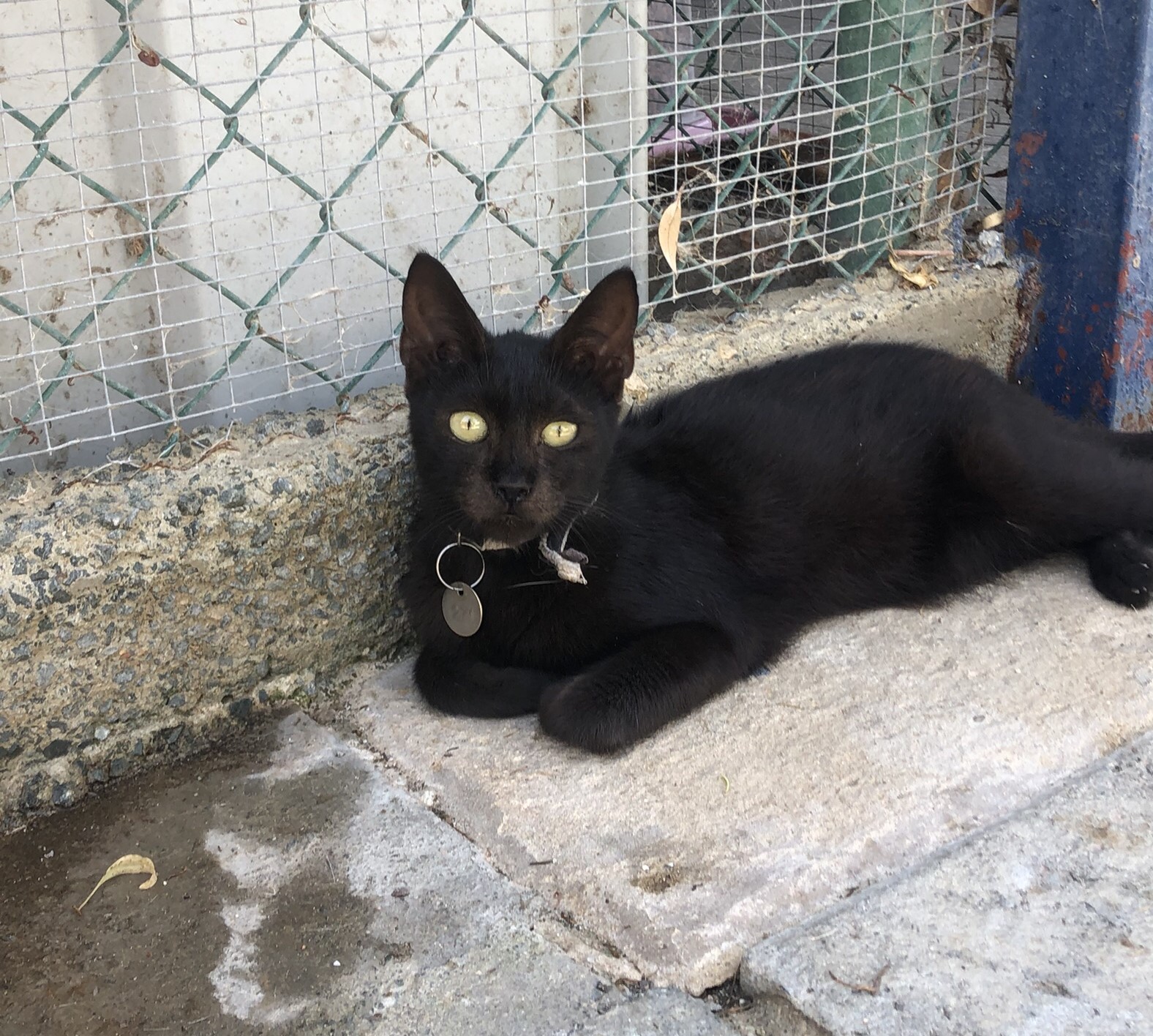 Daphne – Malcolm Cat Protection Society