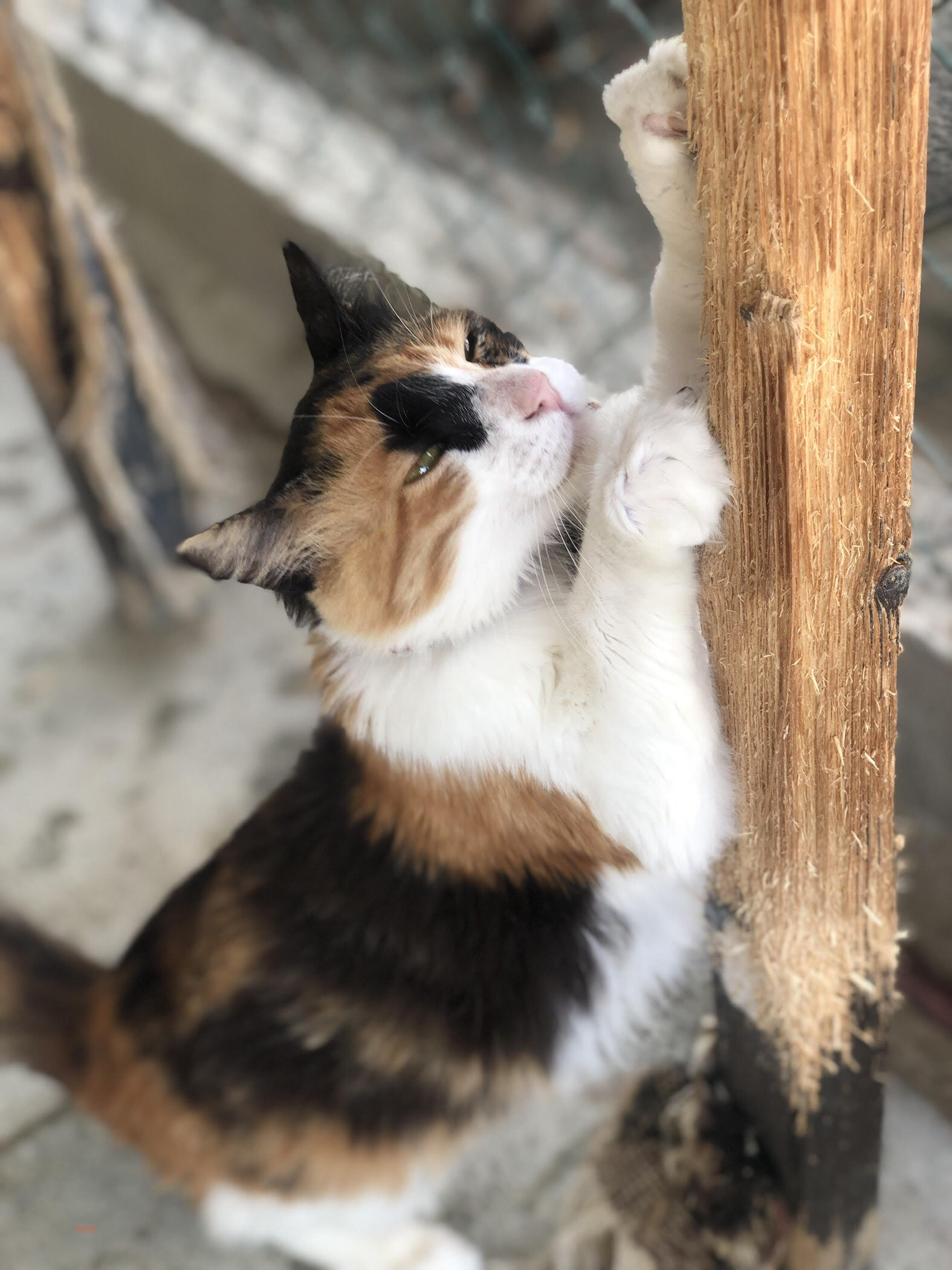 Jessica – Malcolm Cat Protection Society