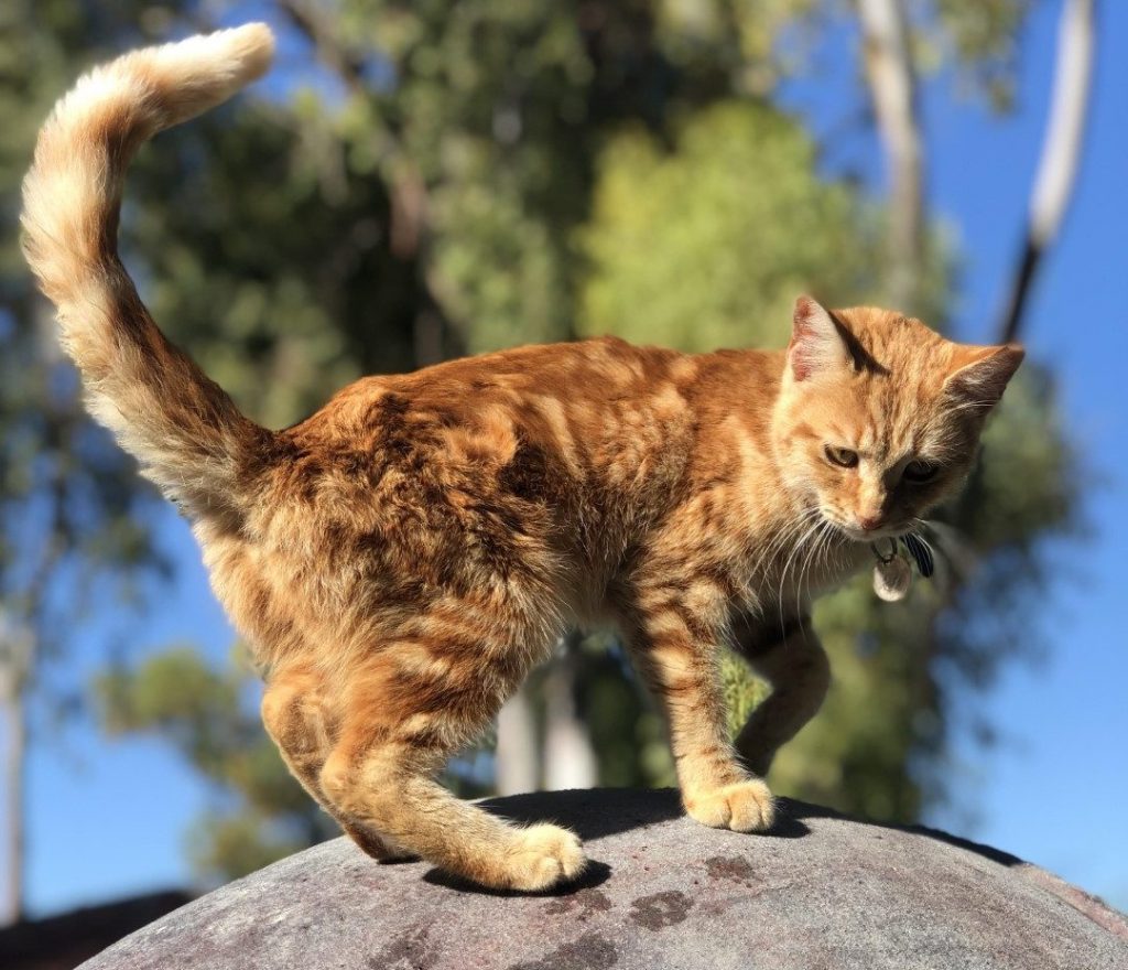 Zena – Malcolm Cat Protection Society