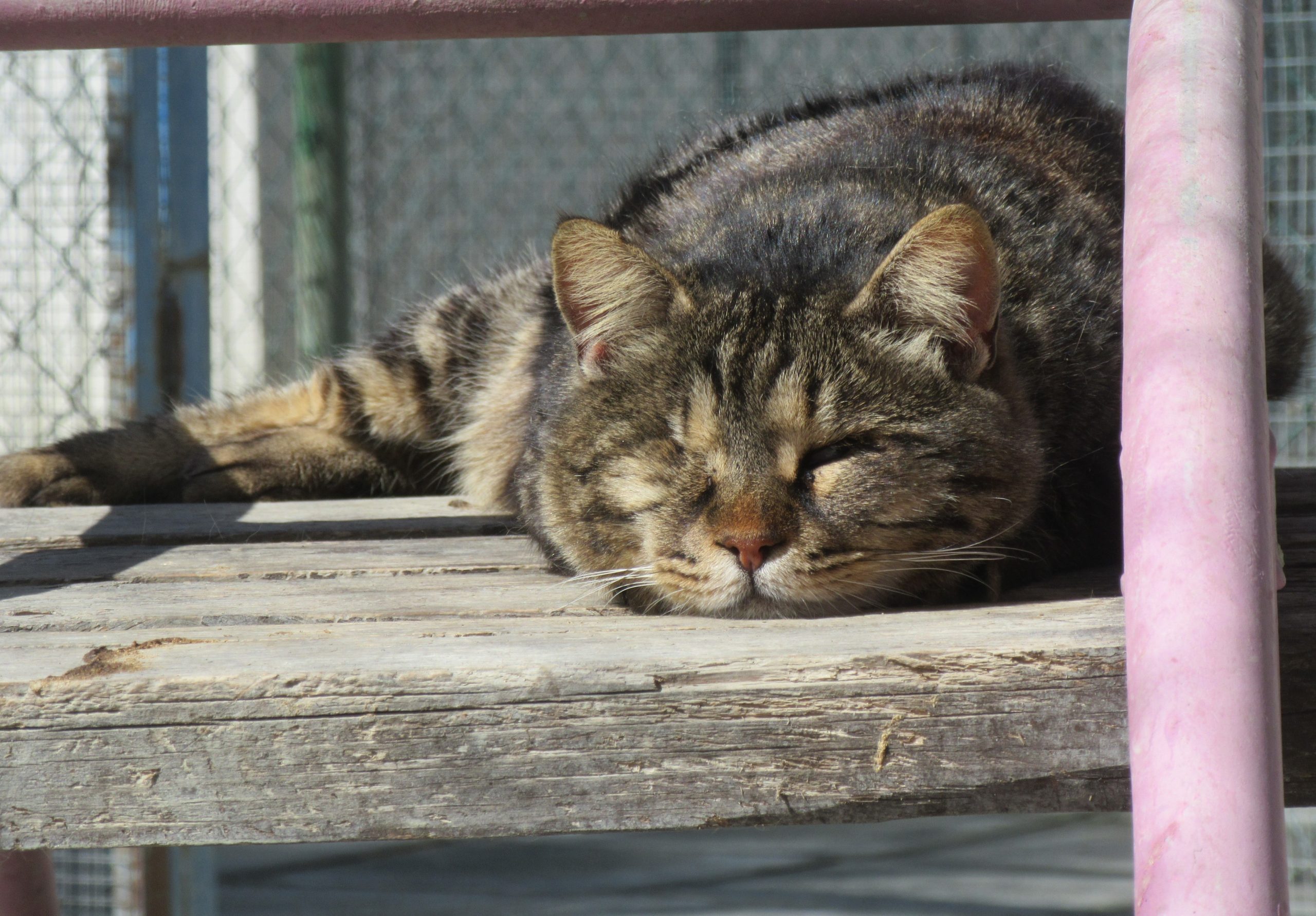 iris-hof-3 – Malcolm Cat Protection Society