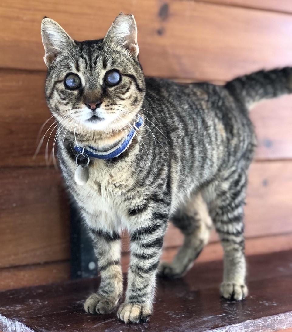 Sponsorship – Malcolm Cat Protection Society