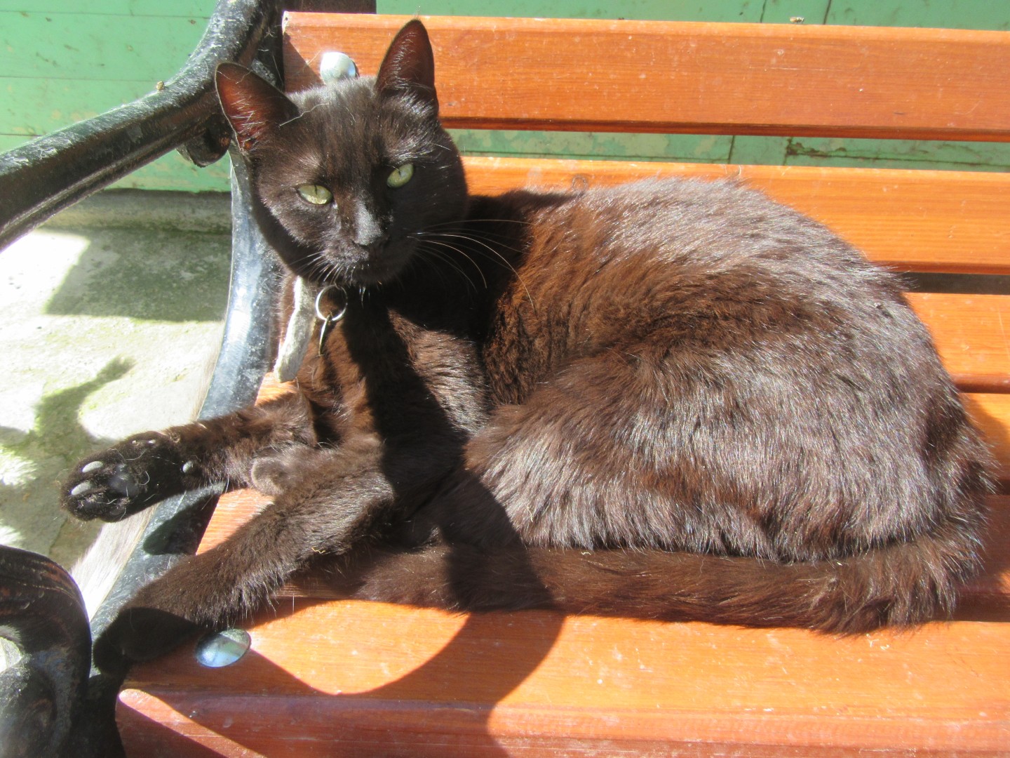 Sponsorship – Malcolm Cat Protection Society